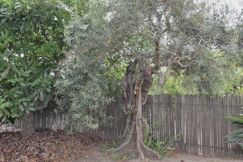 Backyard olive tree, 1. stock image. Image of spread - 227368167