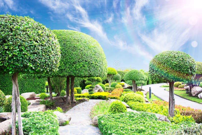 Backyard stock photo. Image of dwarf, beautiful, nature - 59201914