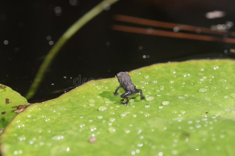 A Backyard Pond in Texas Plays Host To Hundreds of Small Frogs Stock ...