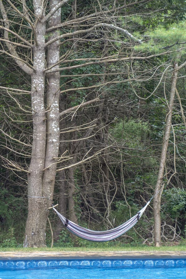 A Backyard Poolside Hammock Hanging Off Two Trees Stock Photo - Image ...
