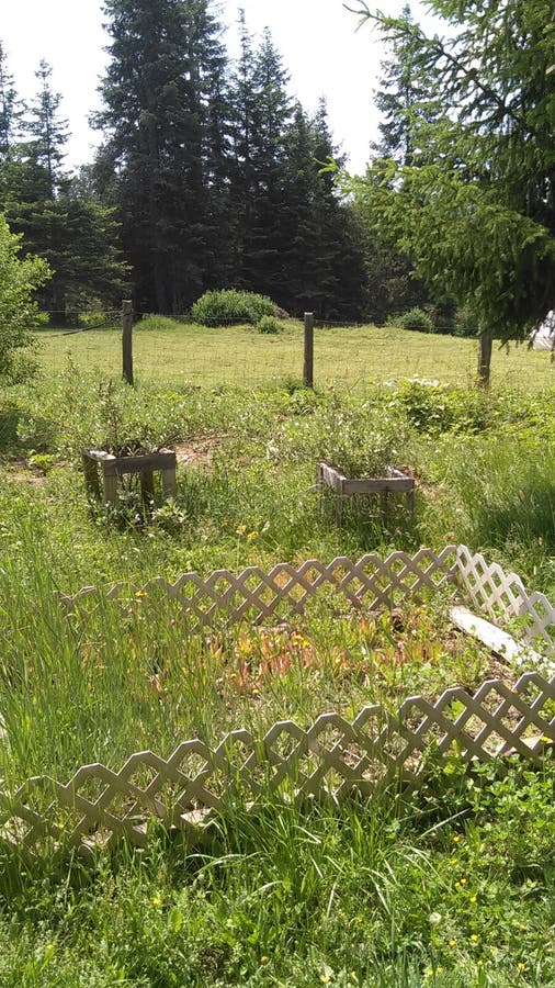 Backyard stock image. Image of trees, backyard, overgrown - 173077089