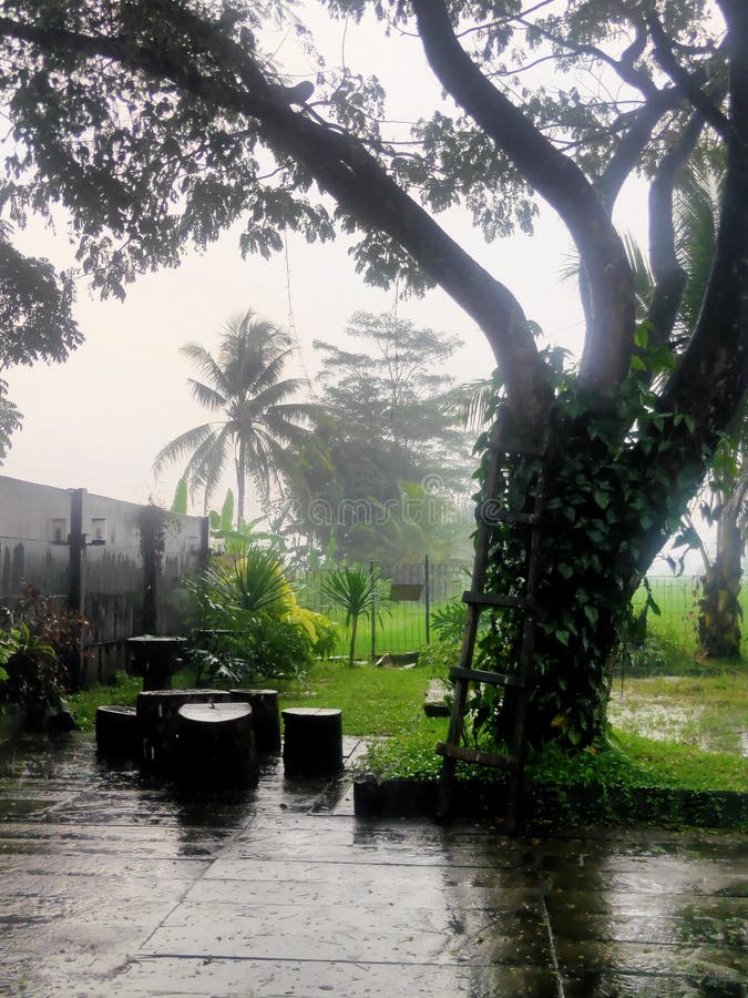 The backyard after rain stock photo. Image of backyard - 247691272
