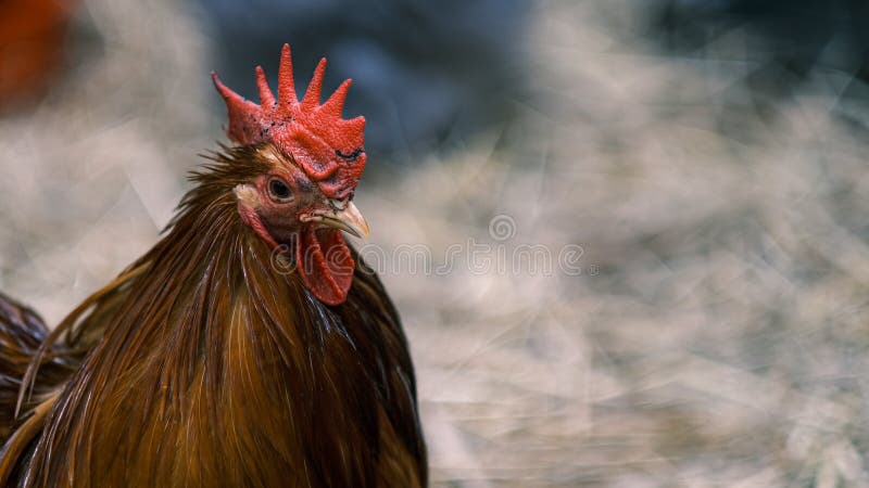 Backyard Red Ranger Chickens Close Up, Close Up of Rhode Island Red ...