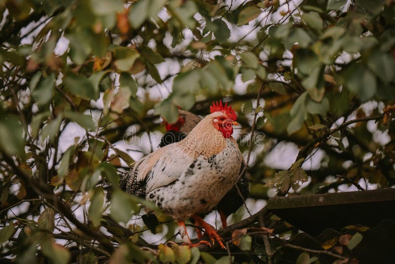 A Backyard Rooster Perched in a Green Tree in Cloudy Weather Next To ...