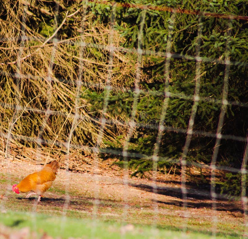 Backyard Rooster in Spring stock photo. Image of backyard - 311950348