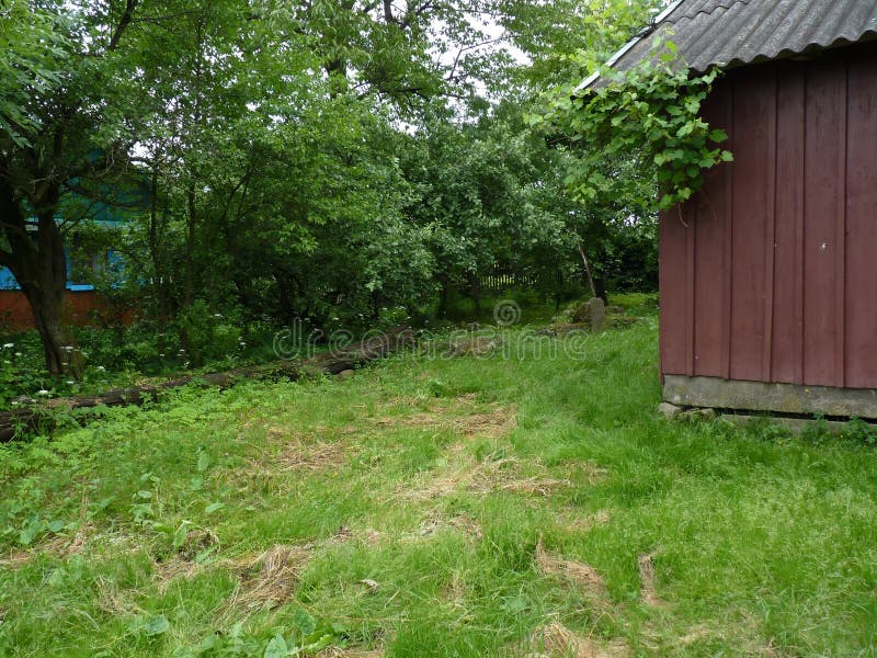 Backyard with Shed, Trees, and Overgrown Grass, a Rustic and Natural ...