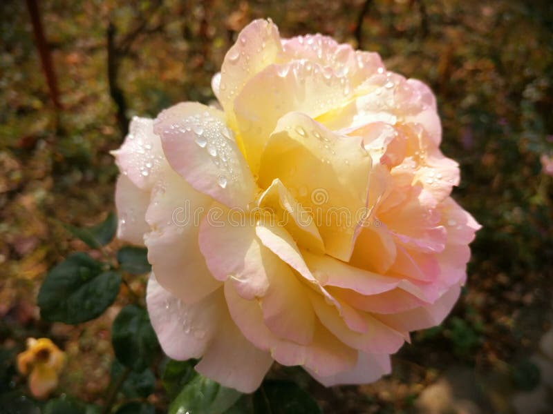 Backyard shot of flower stock photo. Image of shot, white - 161612080