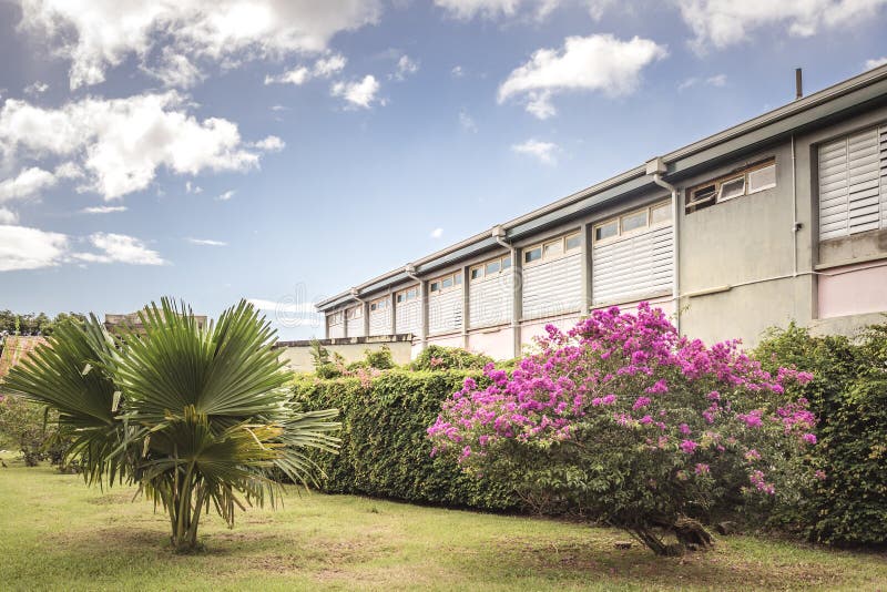 Backyard with Shrub, Blooming Tree and Palm Tree on a Sunny Day ...