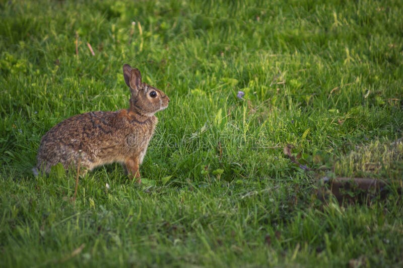 Backyard Spring Bunny in Grass Stock Photo - Image of landscape ...