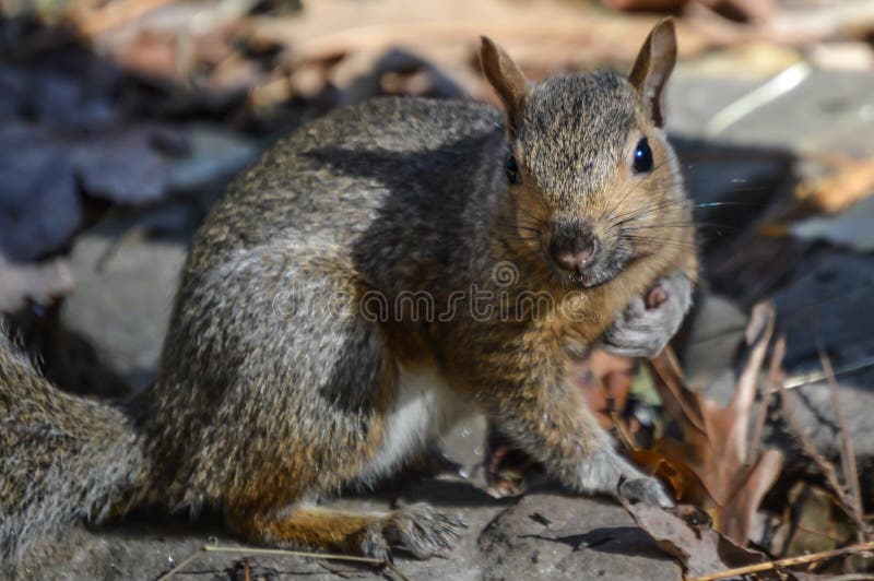 Fox Squirrel Scratching an Itch Stock Photo - Image of furry, cute ...