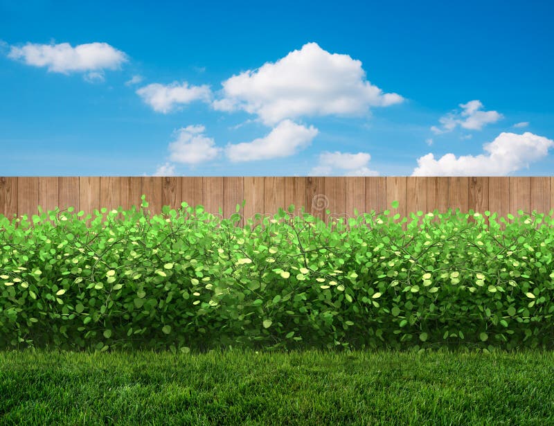 Summer in the Backyard stock photo. Image of peaceful - 31401700