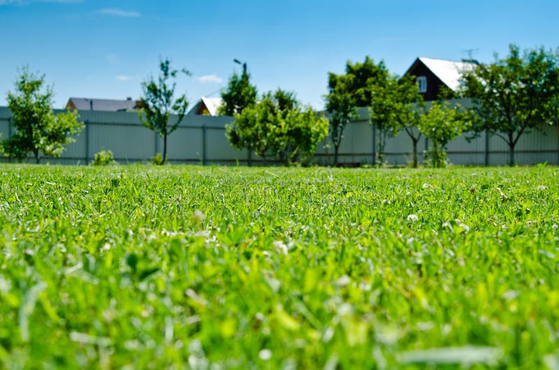Backyard in sunny day stock photo. Image of sunny, green - 73907408