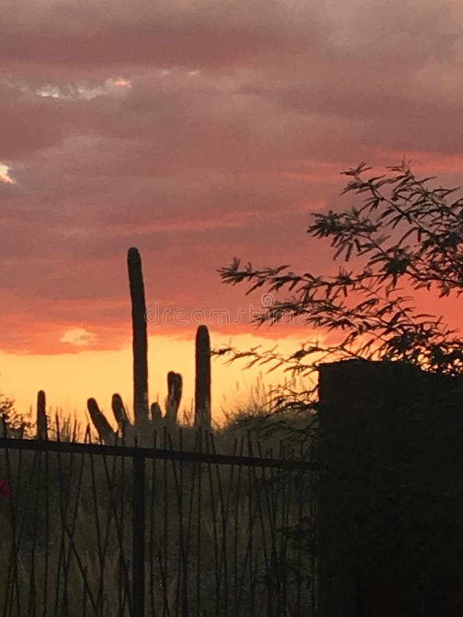 Backyard sunset stock photo. Image of backyard, saguaro - 108213626