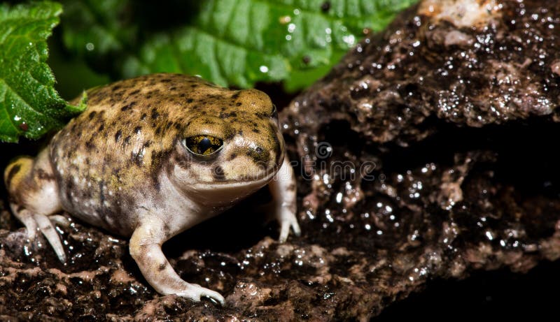 483 Toad Standing Stock Photos - Free & Royalty-Free Stock Photos from ...