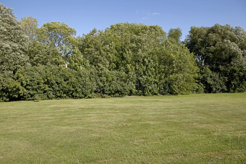 Backyard with trees stock photo. Image of empty, space - 26482026