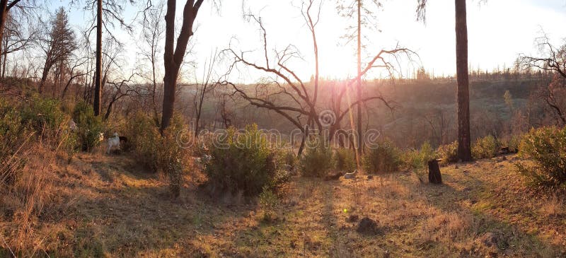 Backyard view 3 stock image. Image of designs, fountain - 4096533