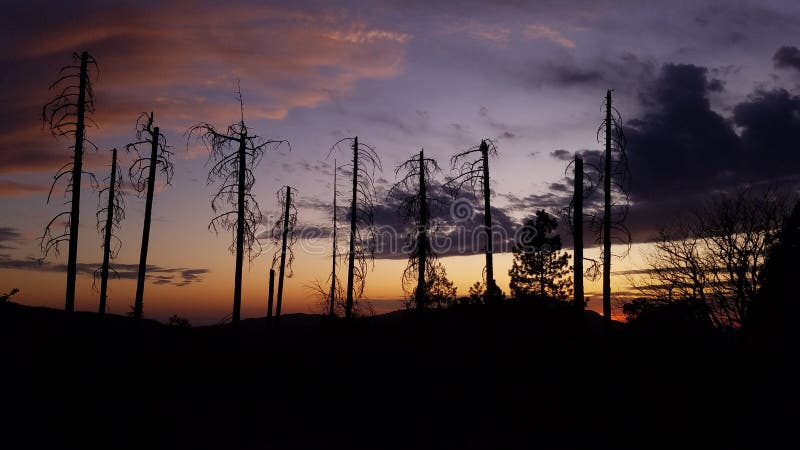Backyard View Rebirth after Fire Devistation Stock Photo - Image of ...