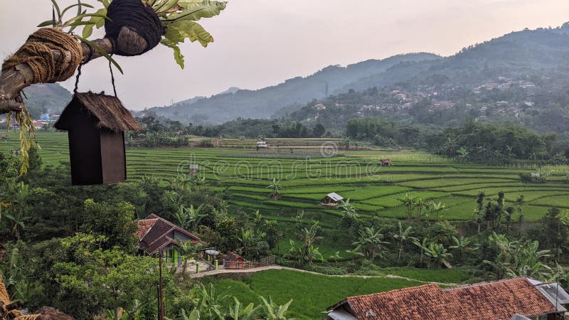 Backyard View, Rice Patty Field, Nature Calming. Missing Hometown Stock ...