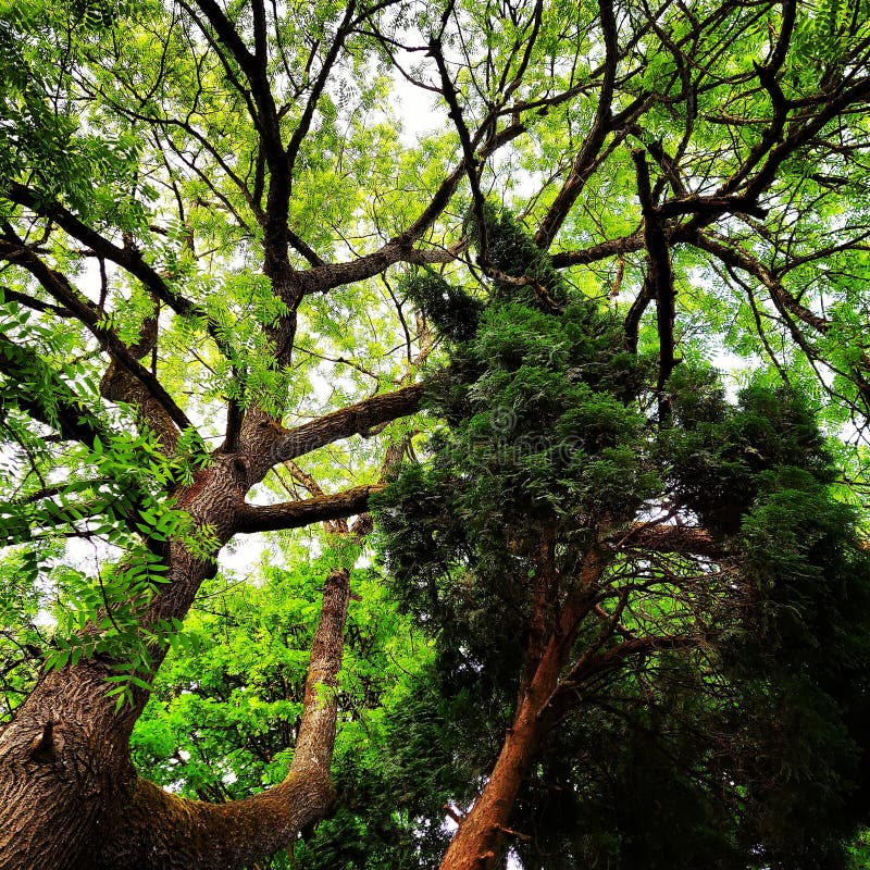 Backyard Walnut Tree Washington State Stock Image - Image of washington ...