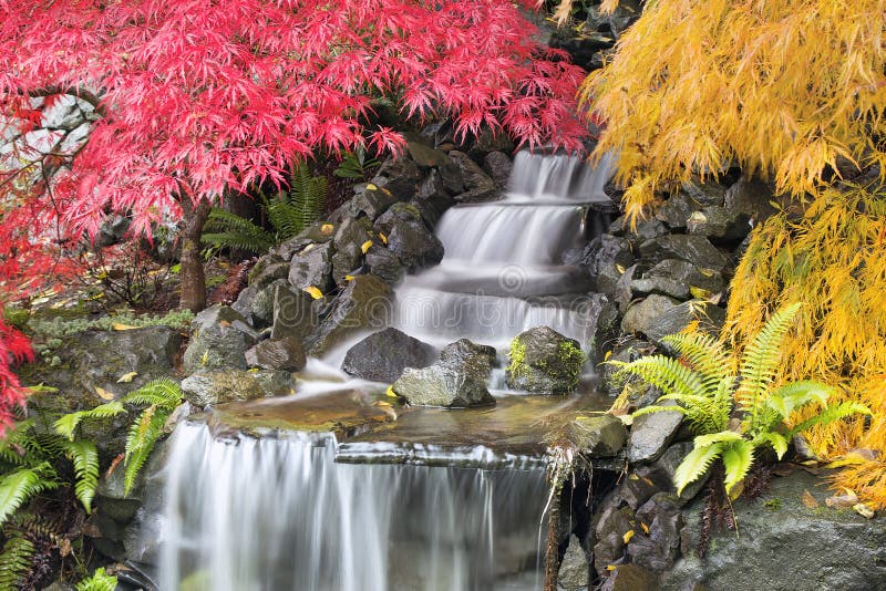 Backyard Waterfall with Japanese Maple Trees Fall Stock Image - Image ...