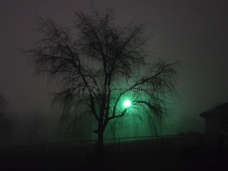 Backyard Autumn Spooky Tree View Stock Image - Image of spooky, autumn ...