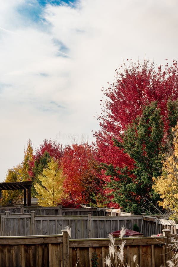 Backyards in Golden Autumn stock photo. Image of garden - 344828240