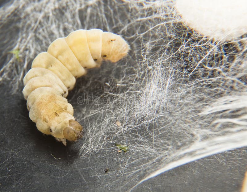 Baco Da Seta Prima Della Metamorfosi Fotografia Stock - Immagine di larva, metamorfosi: 25403236