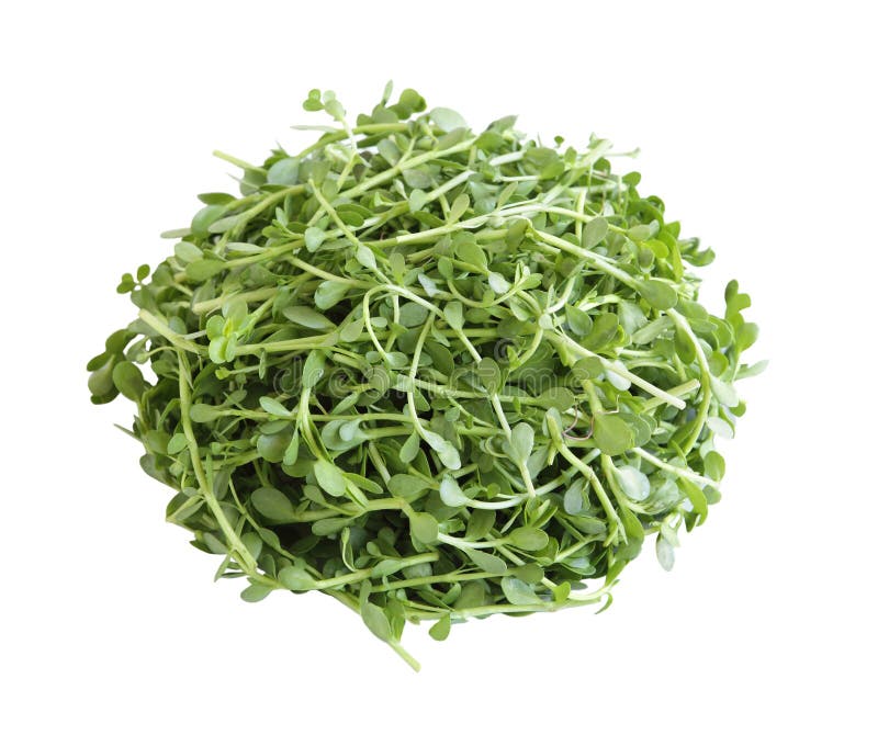 Bacopa Monnieri Bitter Leaf Stock Image - Image of monnieri, vegetable ...
