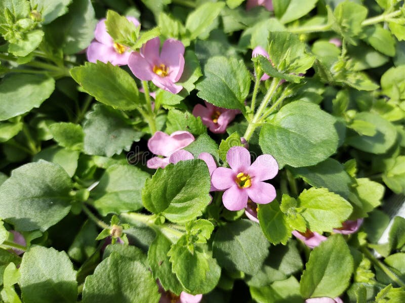 Bacopa Scopia Gulliver Pink Stock Photo - Image of closeup, beauty ...