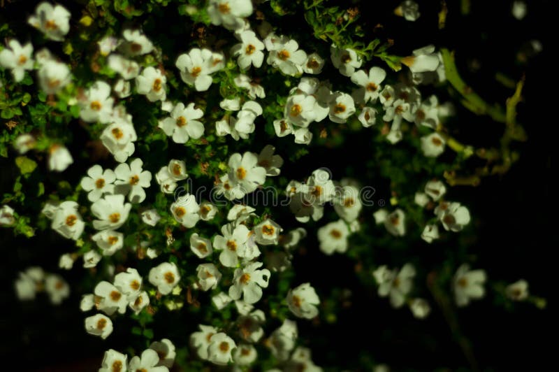 Bacopa white stock photo. Image of flora, white, green - 102733456