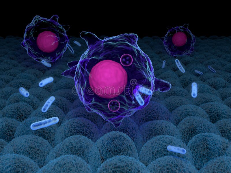 Macrófagos Ilustrações, Vetores E Clipart De Stock – (477 Stock ...