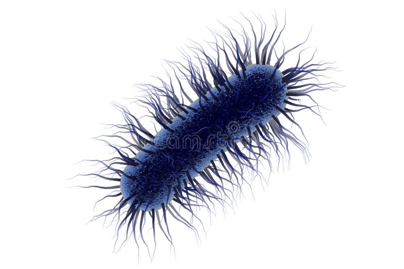 Bactérie D'Escherichia Coli Illustration Stock - Illustration du ...
