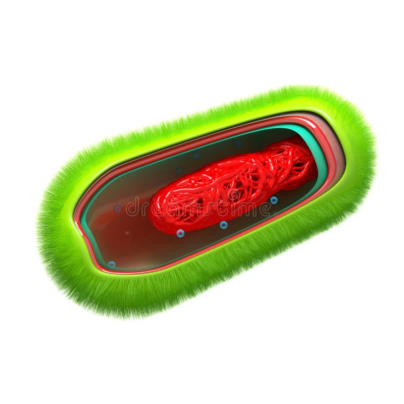 Bactéries - Anatomie De Cellules De Prokaryote - D'isolement Sur Le ...