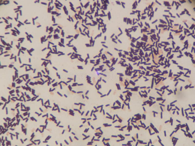 740 Photos de Bacilles - Photos de stock gratuites et libres de droits ...