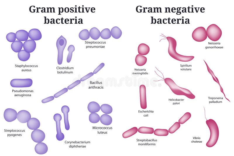 Bactéries Grampositives Et Gramnégatives Coque, Bacille, Bactéries ...