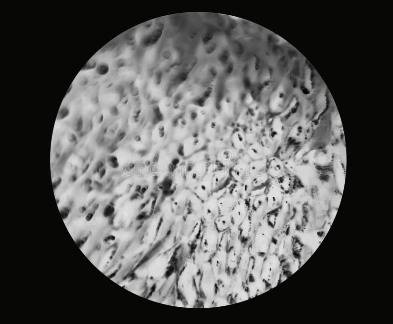 Bacteria or Cells Under a Microscope. Multiplication of Bacteria or ...