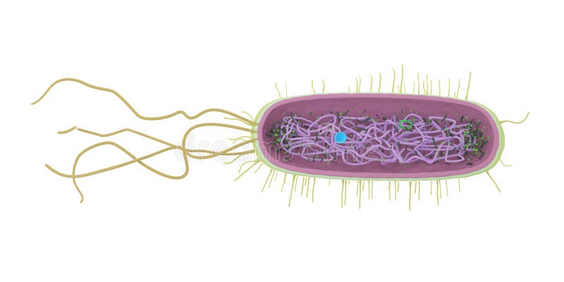 Bacteria Inside of the Intestine Stock Illustration - Illustration of ...