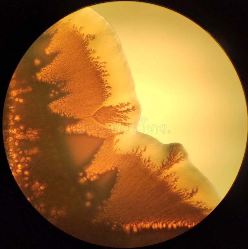 When the Bacteria is the Artist - Beuatiful Bacterial Growth Under the ...