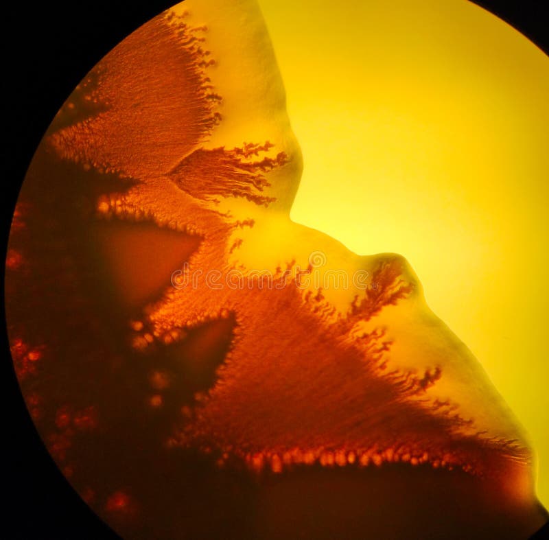 When the Bacteria is the Artist - Beuatiful Branched Bacterial Growth ...