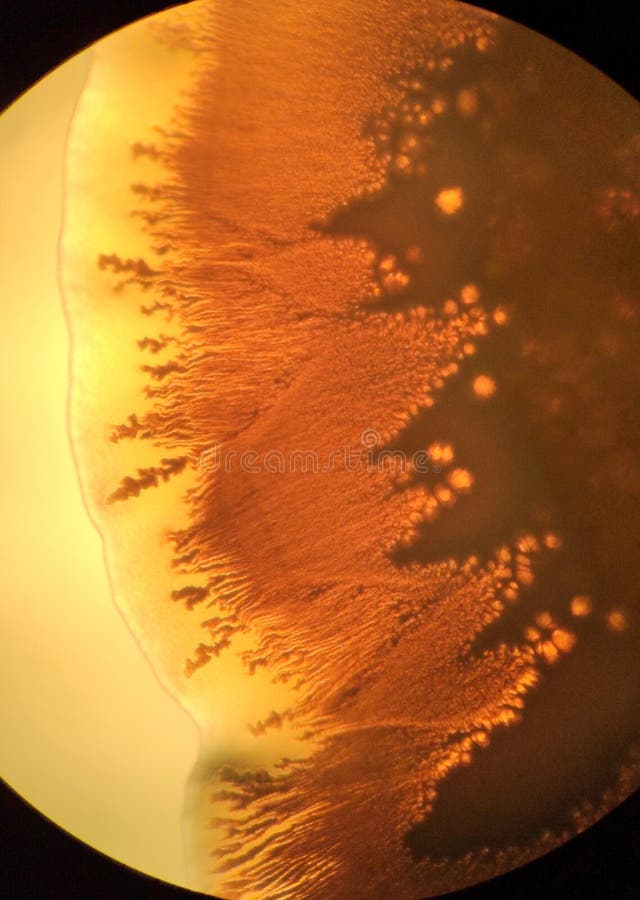 When the Bacteria is the Artist - Beuatiful Growth Under the Microscope ...