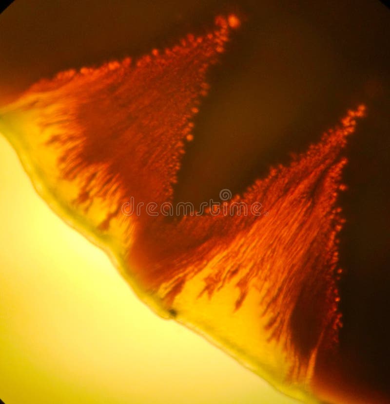 When the Bacteria is the Artist - Beuatiful Growth Under the Microscope ...