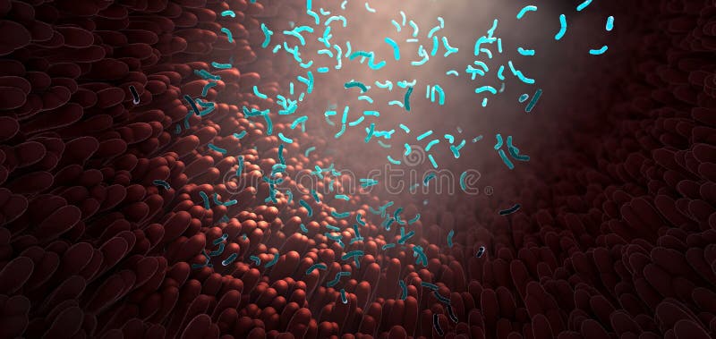 Bacteria As Part of the Intestinal Microbiome in the Digestive Tract ...