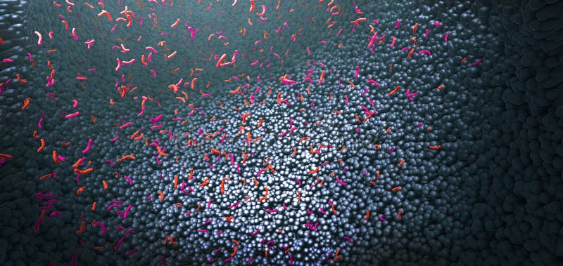 Bacteria As Part of the Intestinal Micro Biota in the Digestive Tract ...