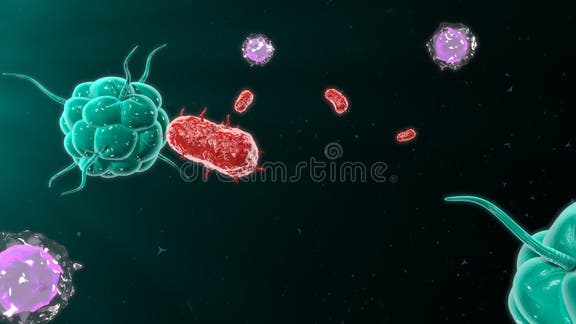 Bacteria Attacking the Immune System Stock Illustration - Illustration ...