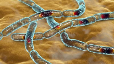 Streptobacillus Bacteria Stock Illustrations – 131 Streptobacillus ...