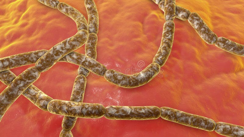 Anthrax Disease Disease Cell Vector Cartoon Colorless Stock Vector ...