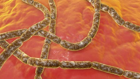 Bacteria Bacillus Anthracis, the Causative Agent of Anthrax Disease ...