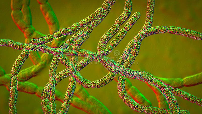 Bacteria Bacillus Anthracis Stock Illustration - Illustration of black ...