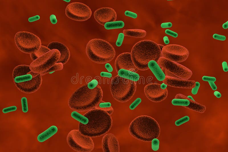 Bacteria in Blood, Bacteriemia Stock Illustration - Illustration of ...