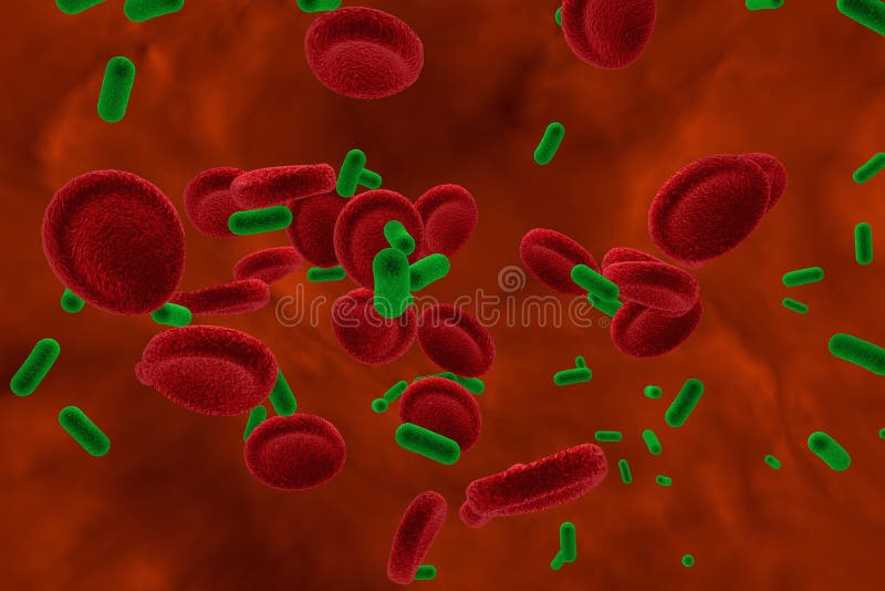 Bacteria in Blood, Bacteriemia Stock Illustration - Illustration of ...